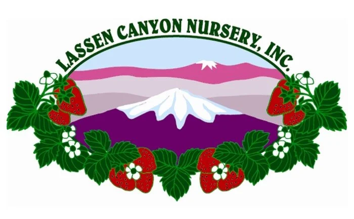 Licensed Ruby June Suppliers — Flavorfirst