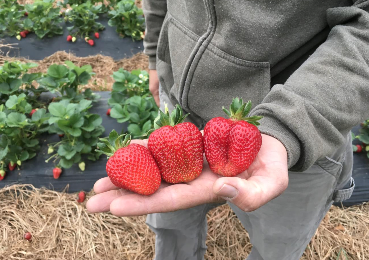 Meet Ruby June — Flavorfirst