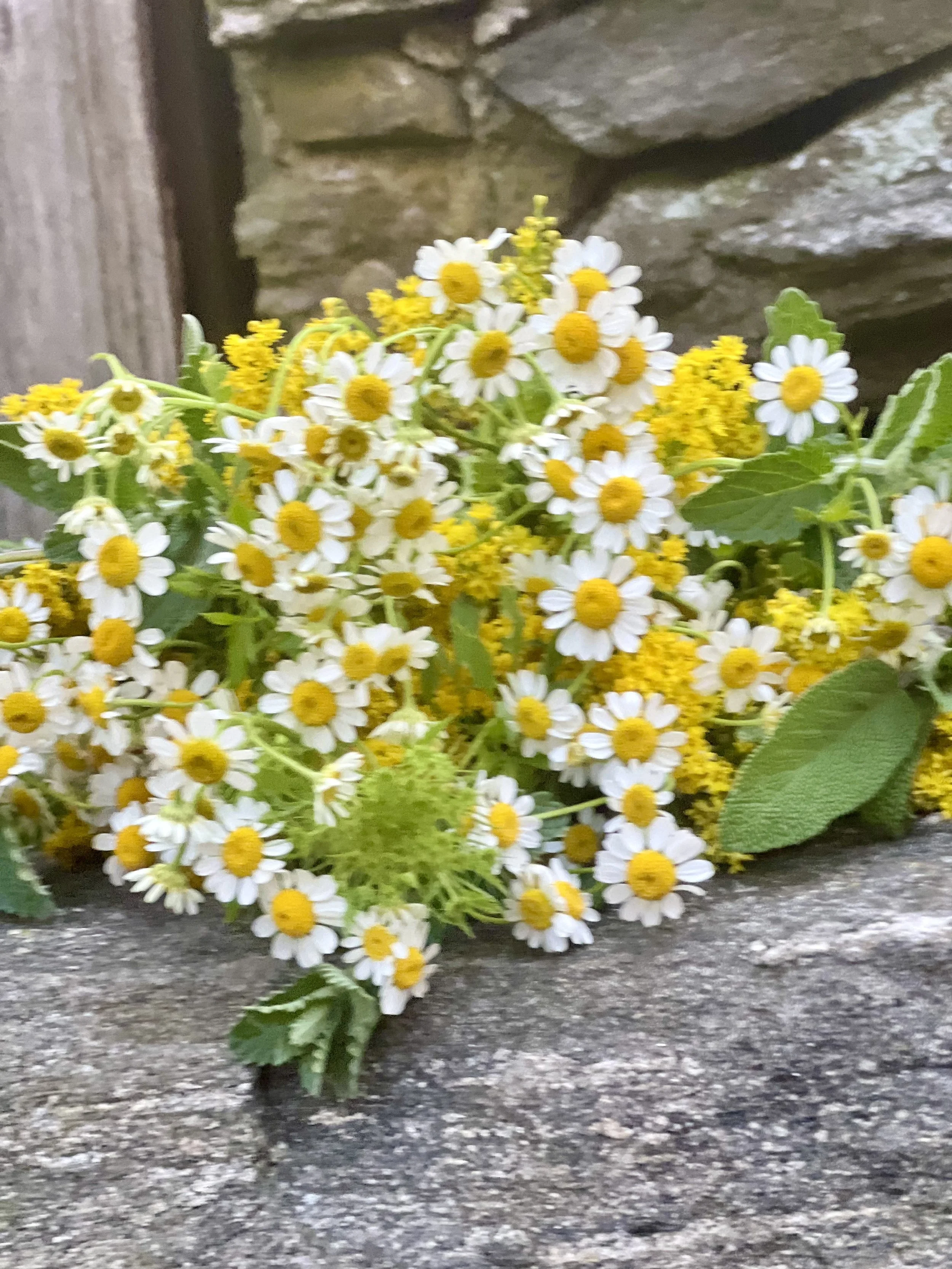 All About Herbs: How & Why We Grow Them — Sweet Earth Co.