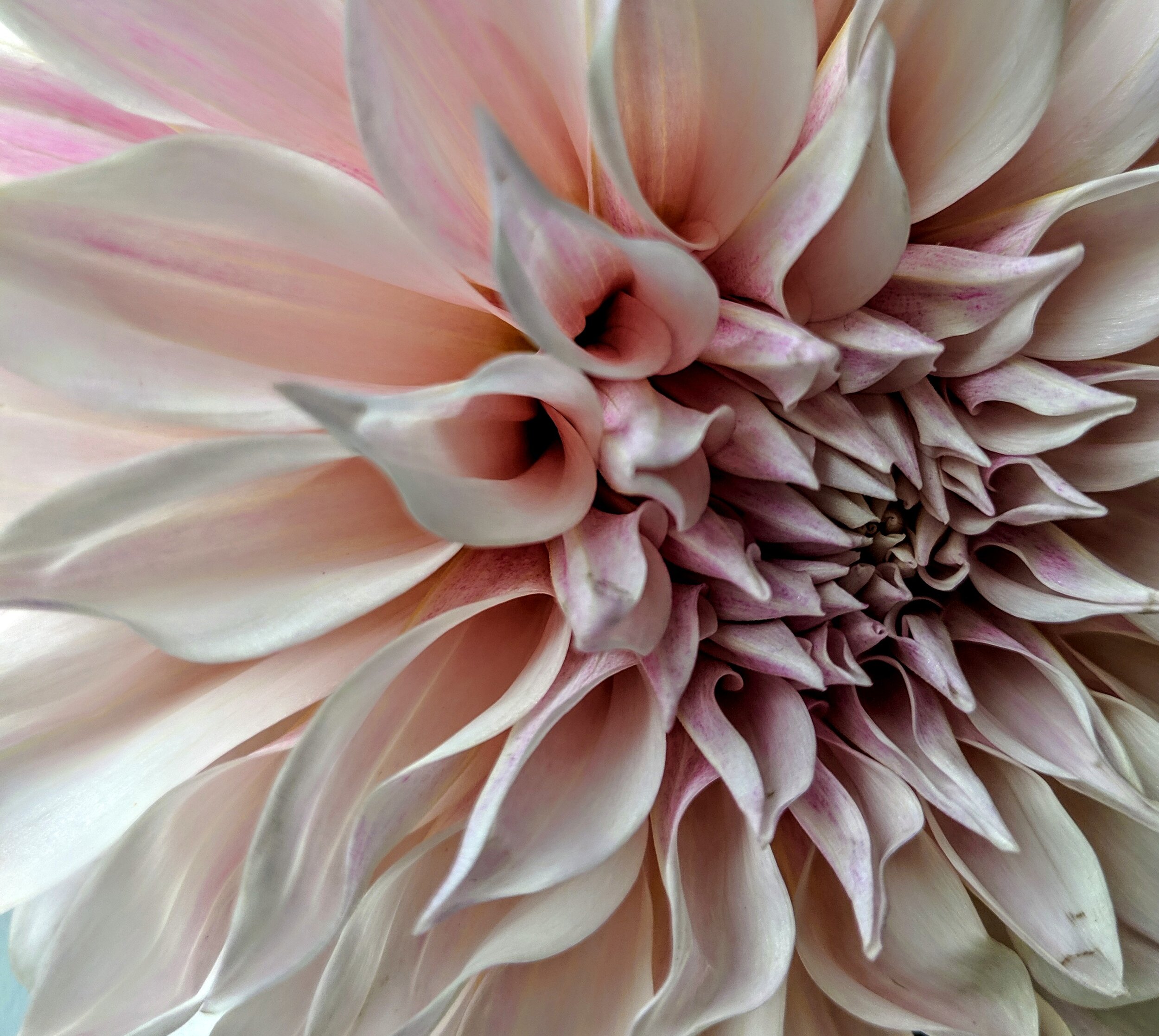 Flower Focus: Dahlias — Sweet Earth Co.