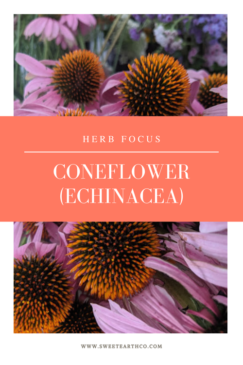 Flower & Herb Focus: Coneflower (Echinacea) — Sweet Earth Co.