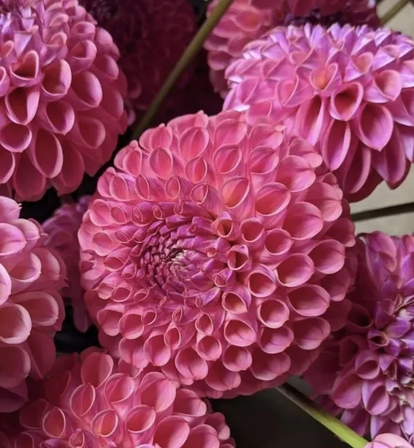 The Language of Dahlias - Unique Meanings of Our Favorite Dahlias ...