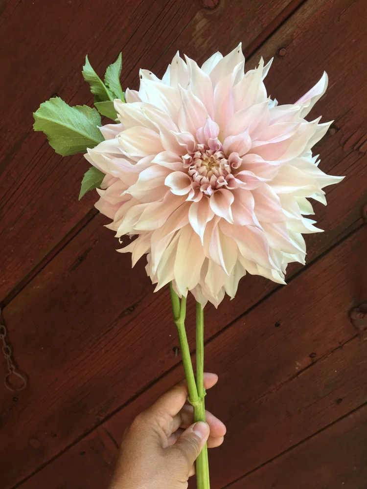 The Language of Dahlias - Unique Meanings of Our Favorite Dahlias ...