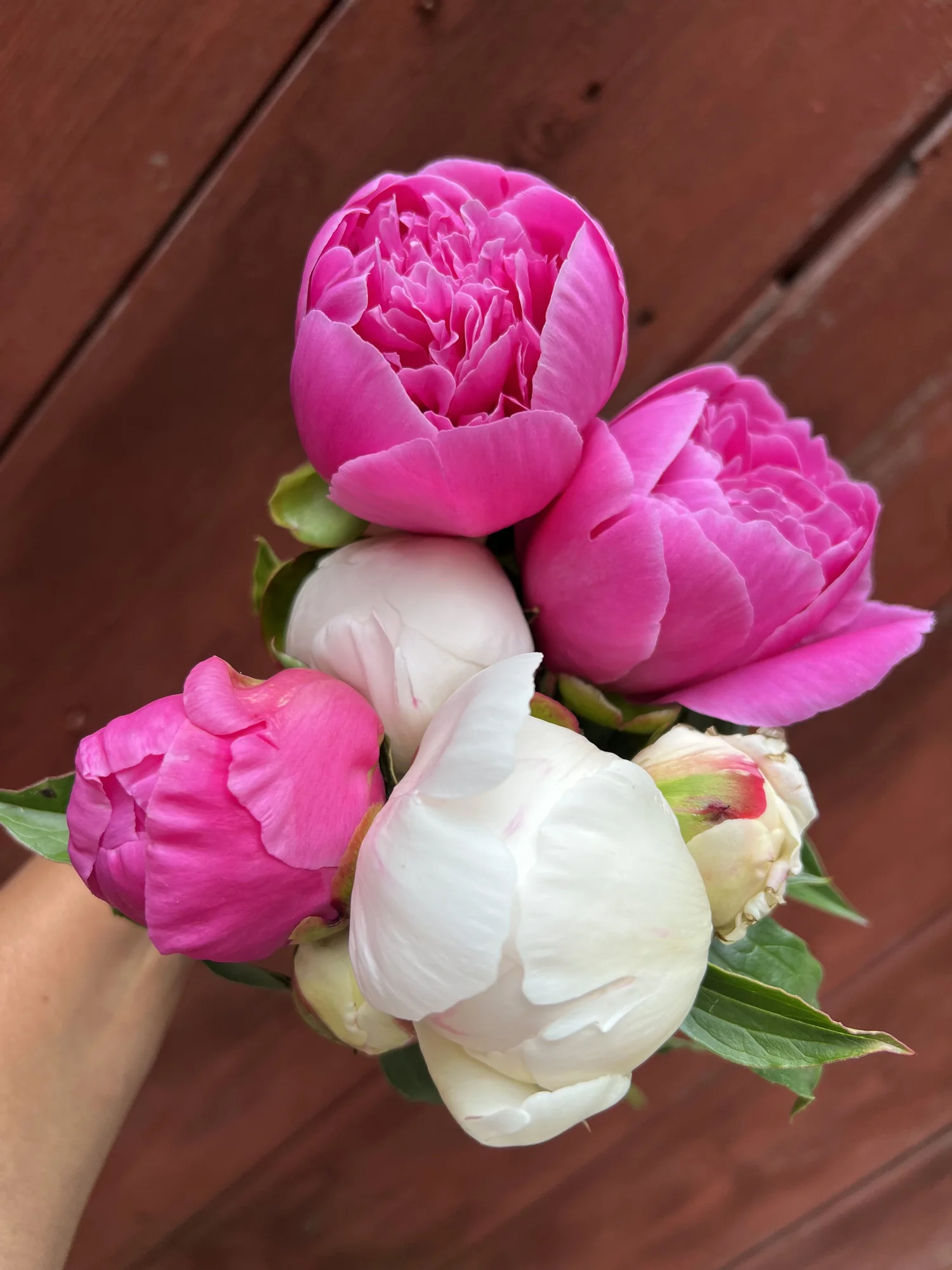 Flower Focus: Peonies — Sweet Earth Co.