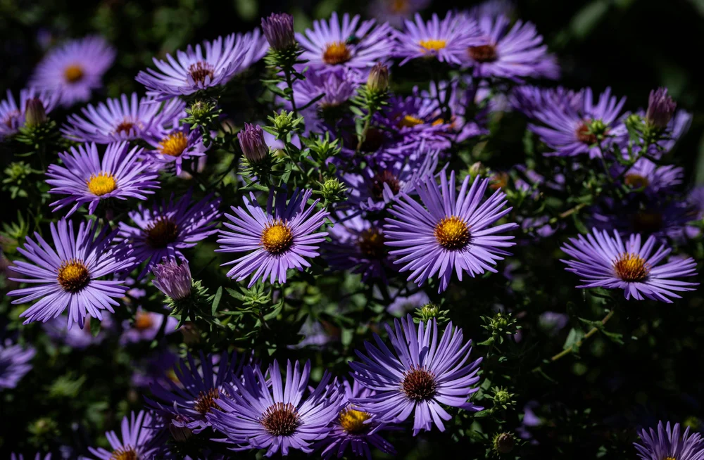 How to Support Your Local Wildlife with a Small Garden — Sweet Earth Co.