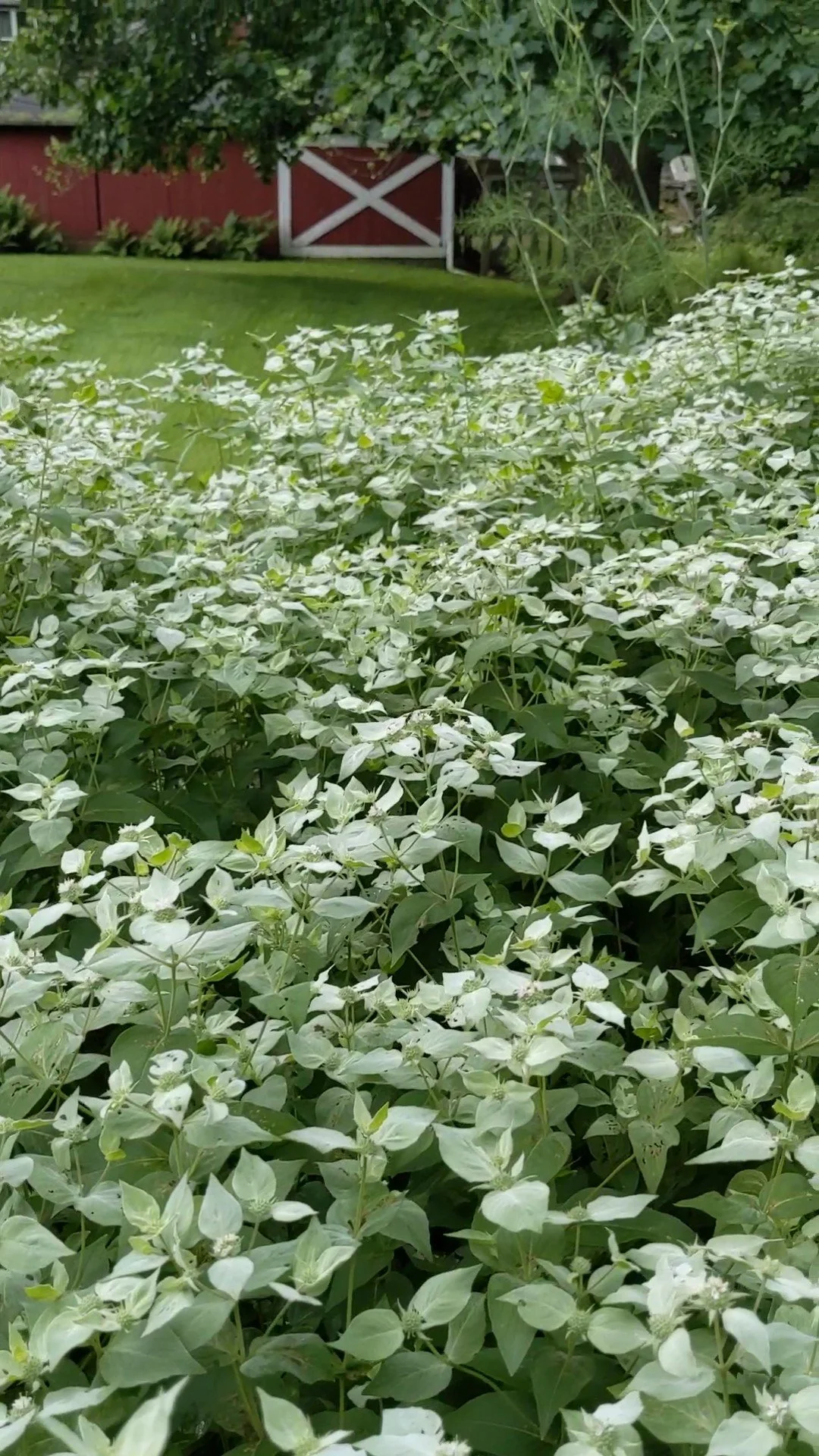 7 Benefits Native Plants Bring to Your Landscape — Sweet Earth Co.
