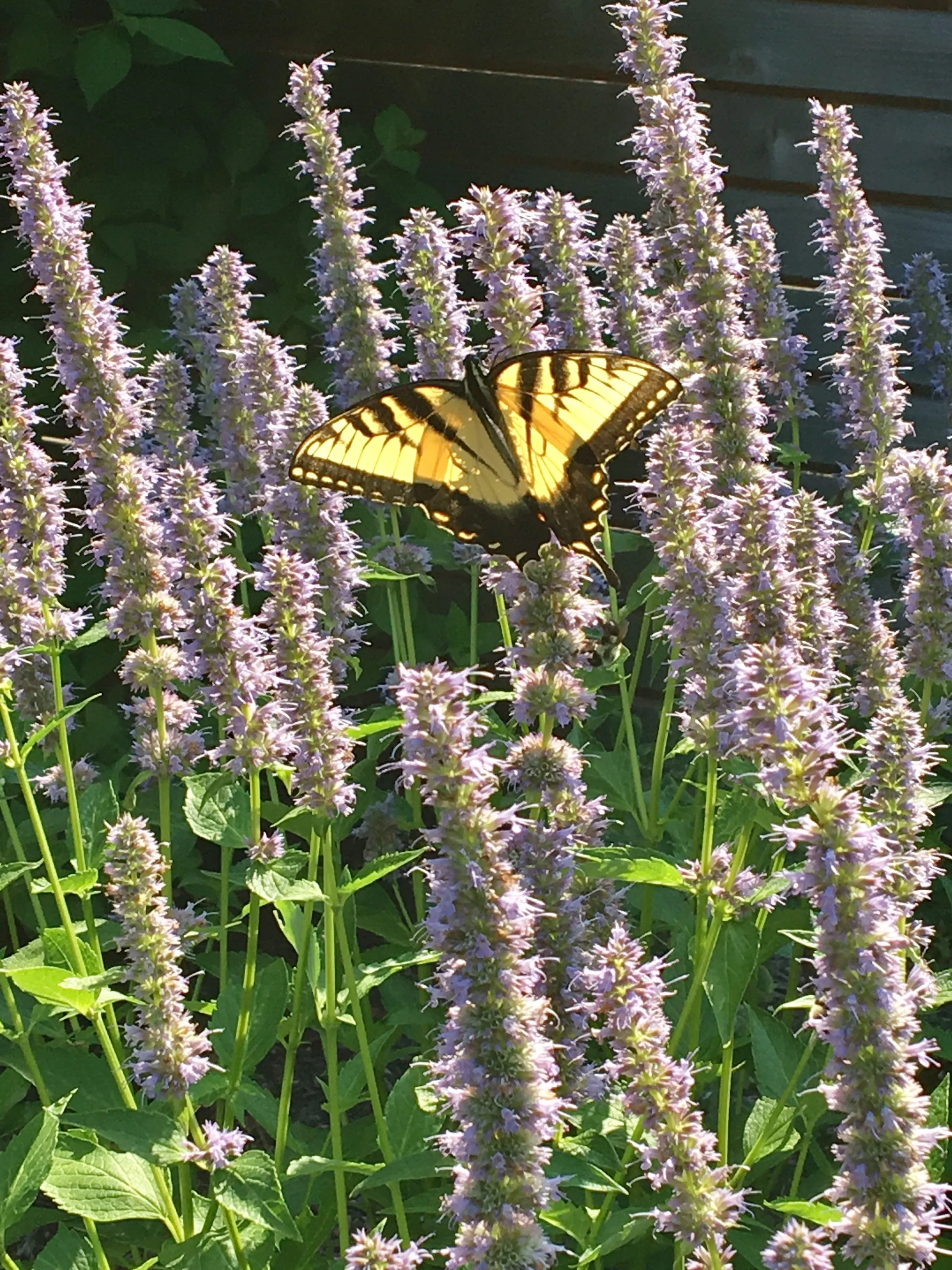 Pollinator Paradise: Flowers That Attract Bees, Butterflies, and ...