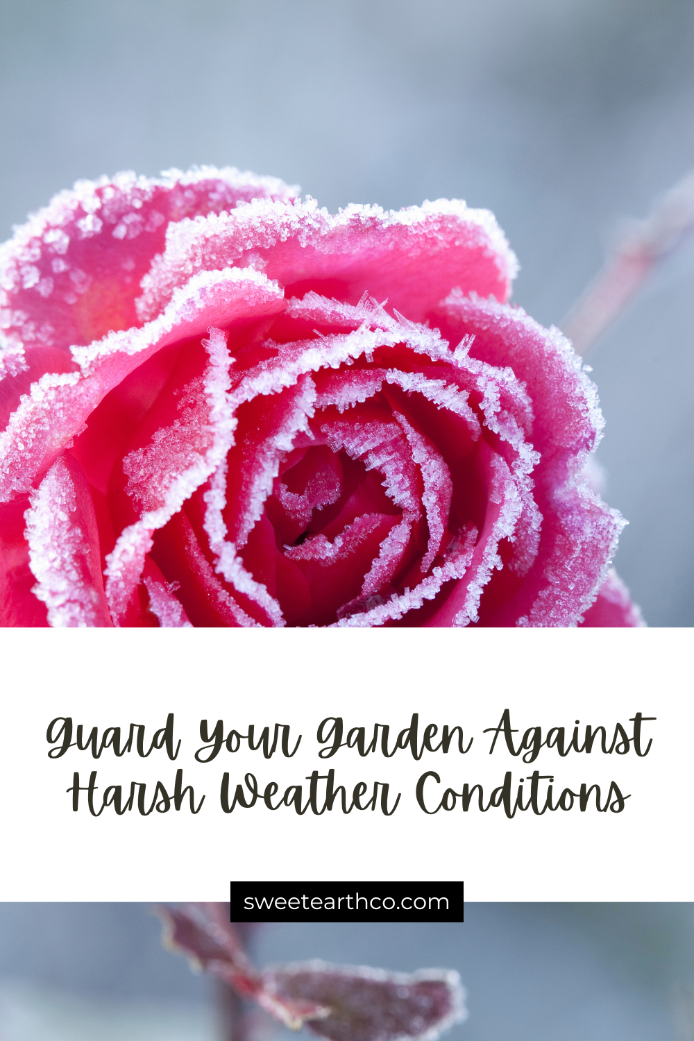 Guard Your Garden Against Harsh Weather Conditions — Sweet Earth Co.