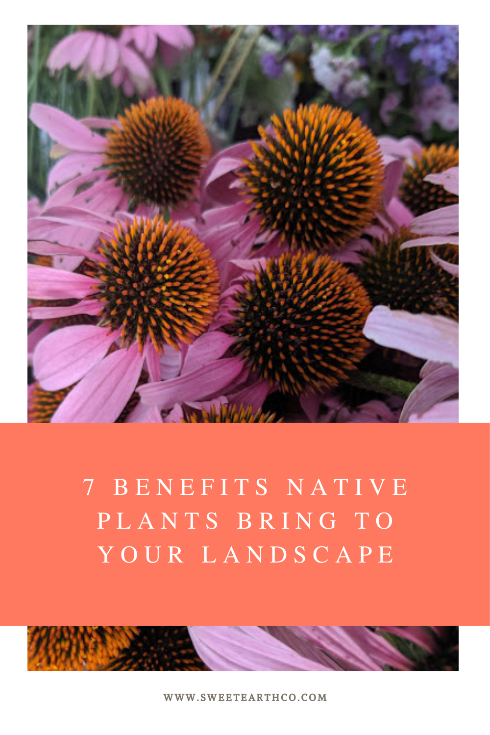 7 Benefits Native Plants Bring to Your Landscape — Sweet Earth Co.