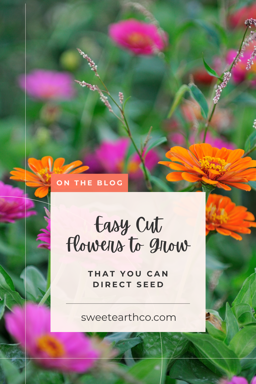 Easy Cut Flowers to Grow (that you can direct seed!) — Sweet Earth Co.