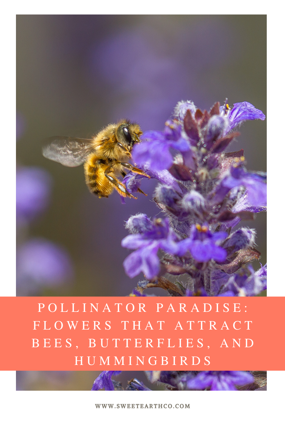 Pollinator Paradise: Flowers That Attract Bees, Butterflies, and ...