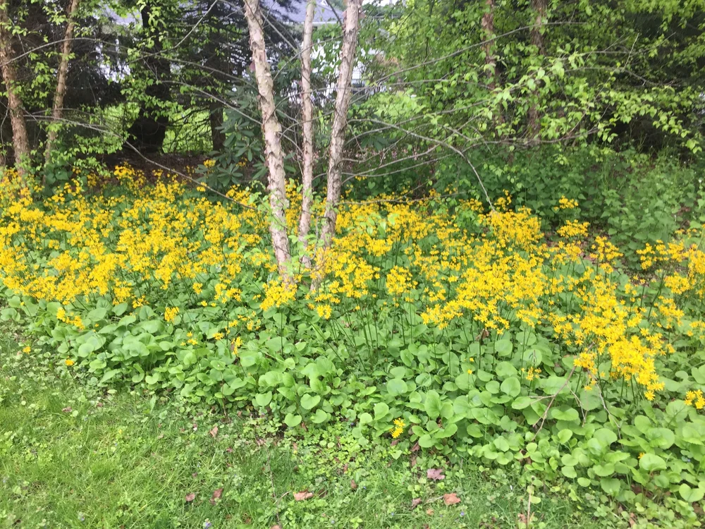 7 Benefits Native Plants Bring to Your Landscape — Sweet Earth Co.