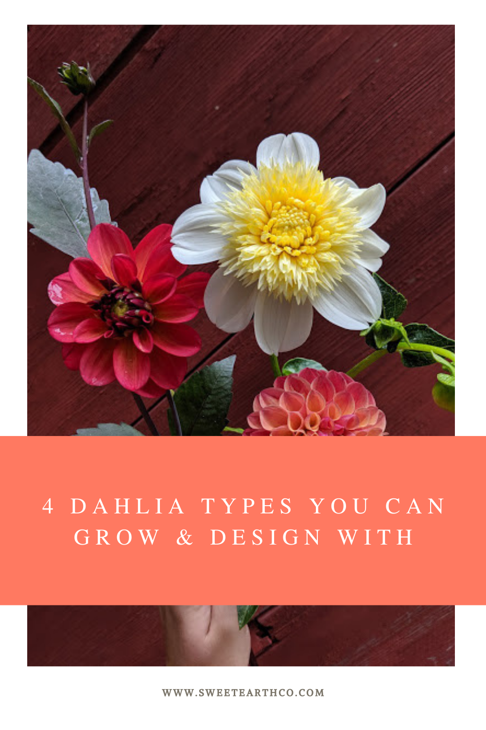 4 Dahlia Types You Can Grow & Design With — Sweet Earth Co.