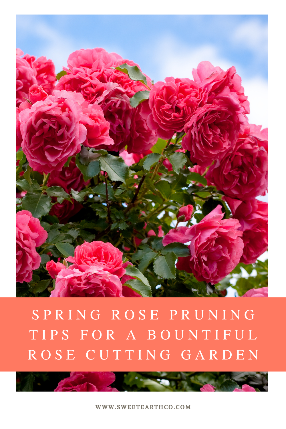 Spring Rose Pruning Tips for a Bountiful Rose Cutting Garden — Sweet ...