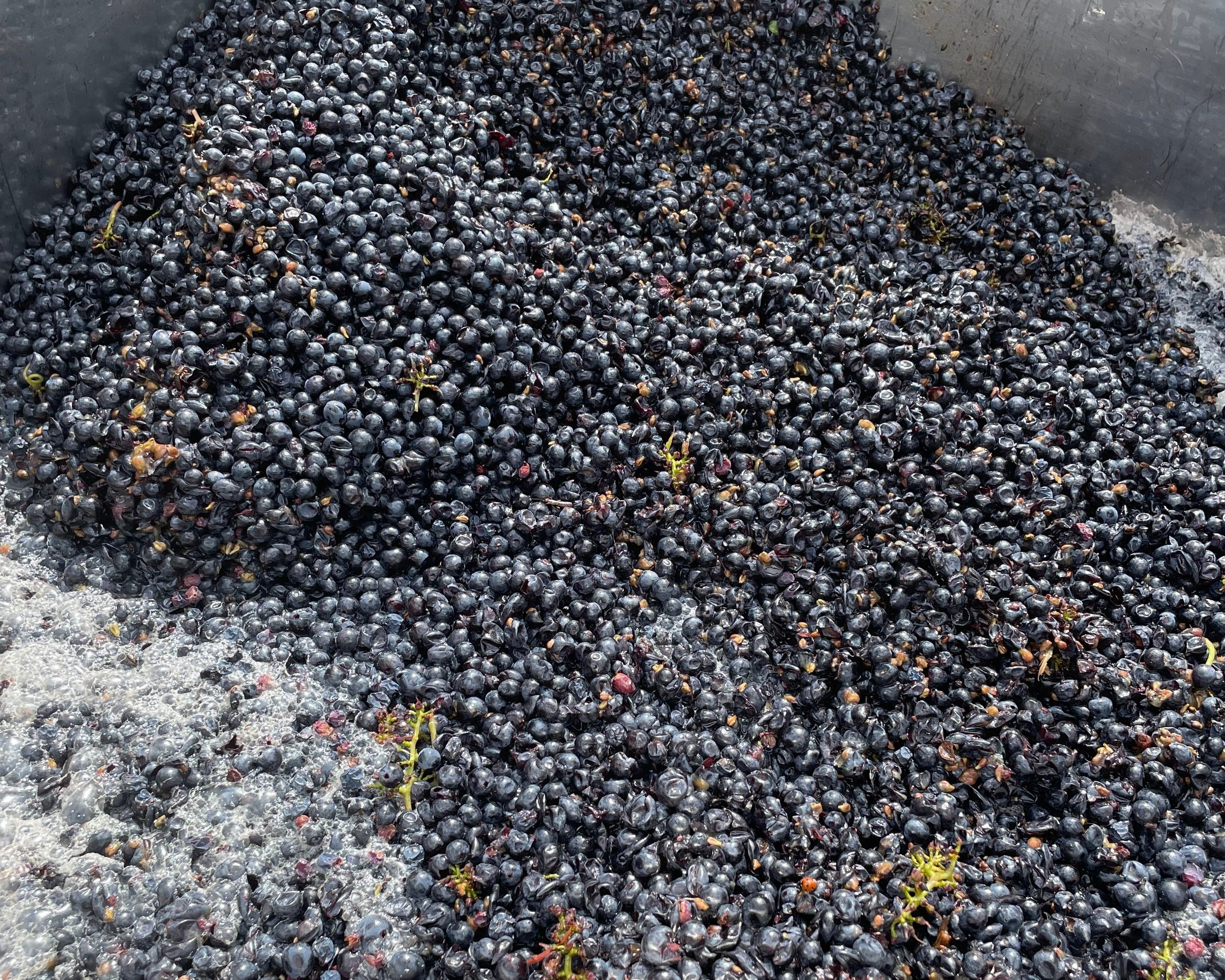 Après les vendanges, vient le temps de transformer le raisin en vin | Domaine Zinck