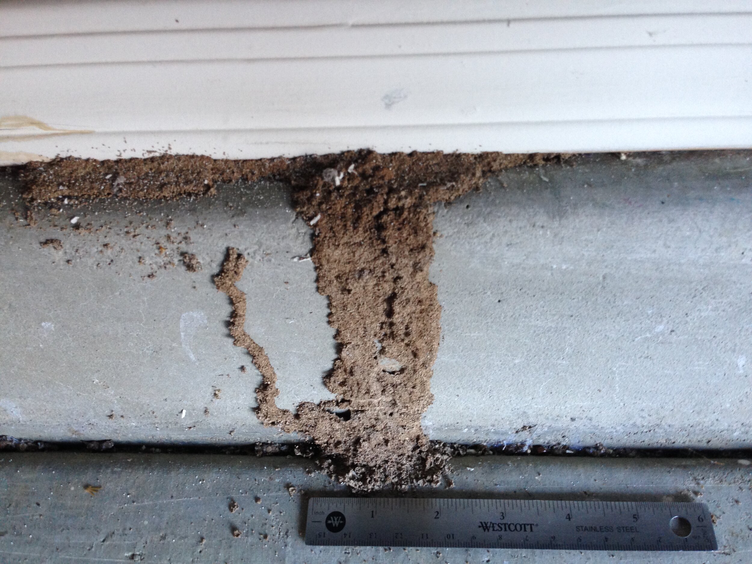 Termite — ADAPTIVE ENVIRONMENTAL PEST SOLUTIONS