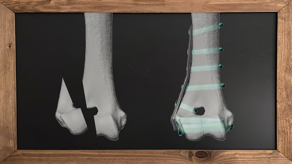 Canine Elbow Fracture Aftercare VETLESSONS