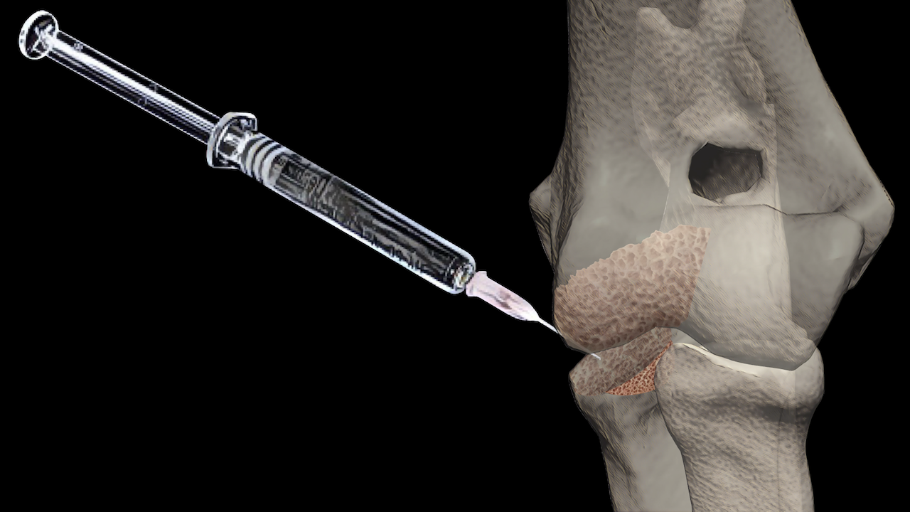 ELBOW DYSPLASIA IN DOGS — VETLESSONS