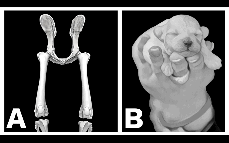 CANINE JOINT DISEASE RISK - EXERCISE — VETLESSONS