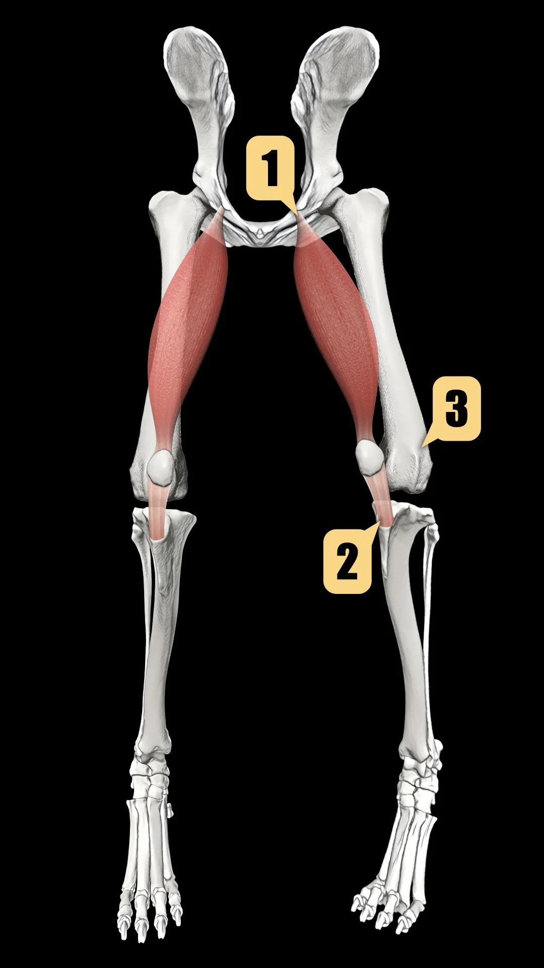 PATELLAR LUXATION IN DOGS — VETLESSONS
