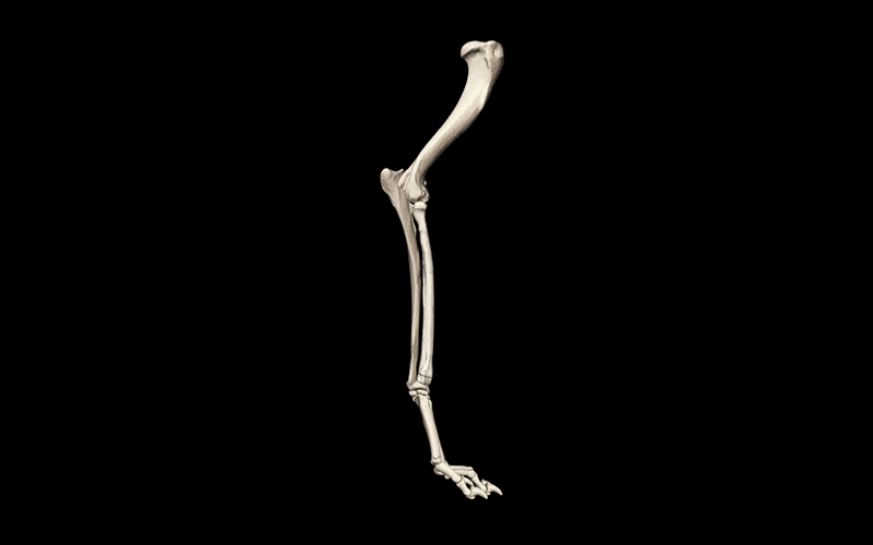 Lameness in Pugs — VETLESSONS