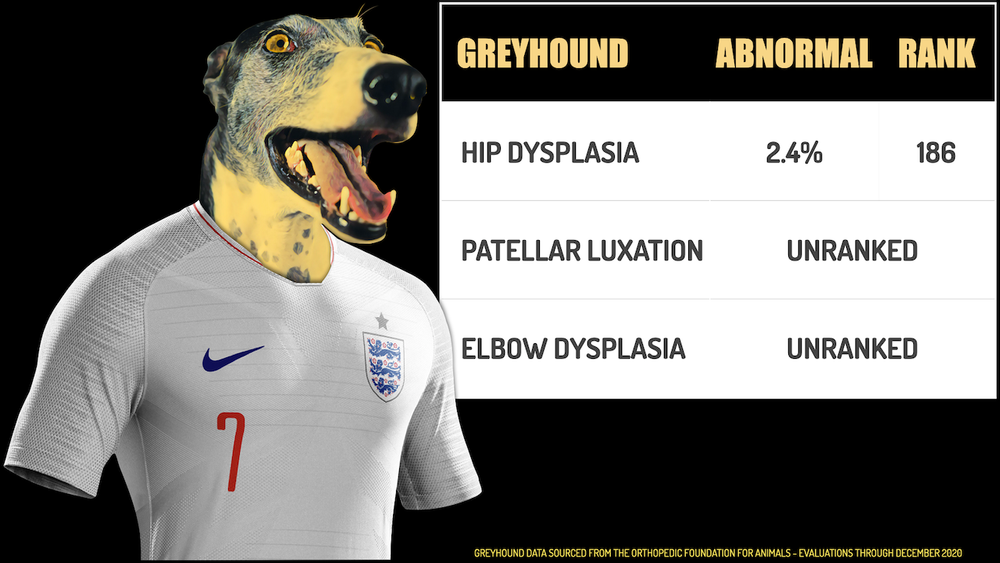 Lameness in Greyhounds — VETLESSONS