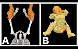 CANINE JOINT DISEASE RISK - EXERCISE — VETLESSONS