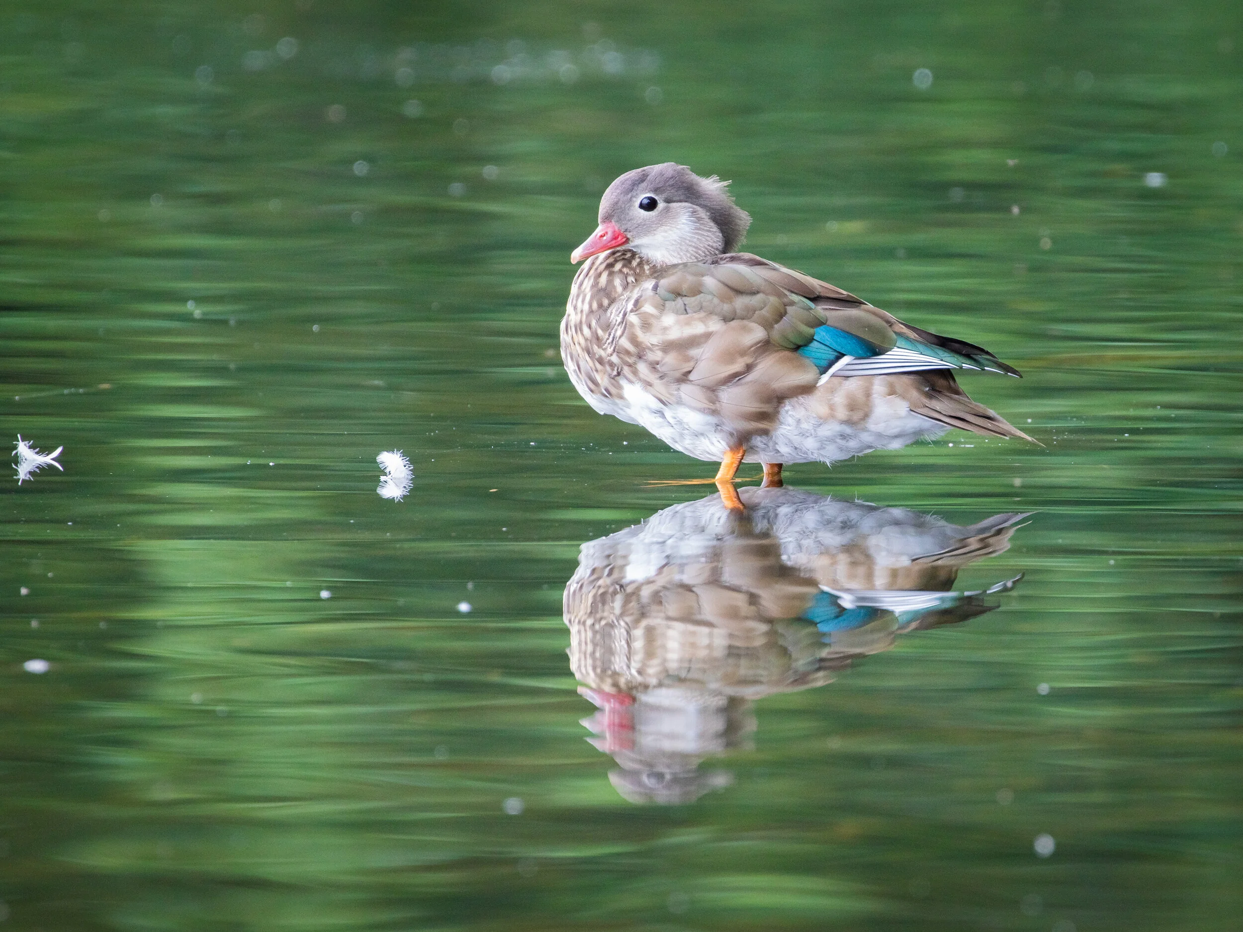 Michael Sowerby - Wildlife Photography — Michael Sowerby Photography