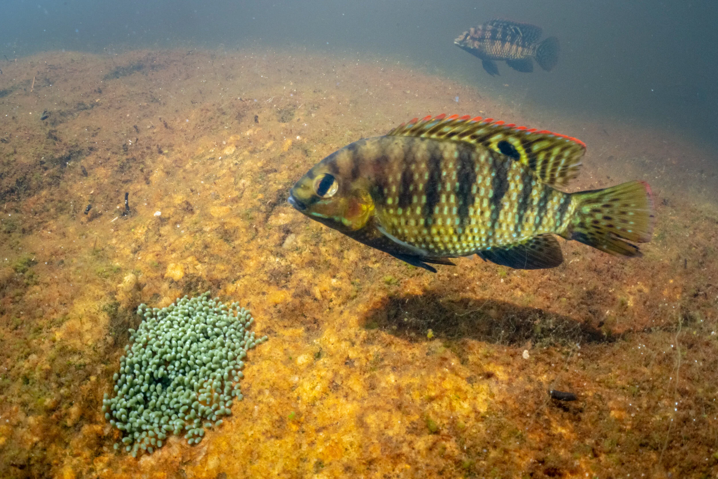 Jeremy Shelton | Freshwater conservation photography