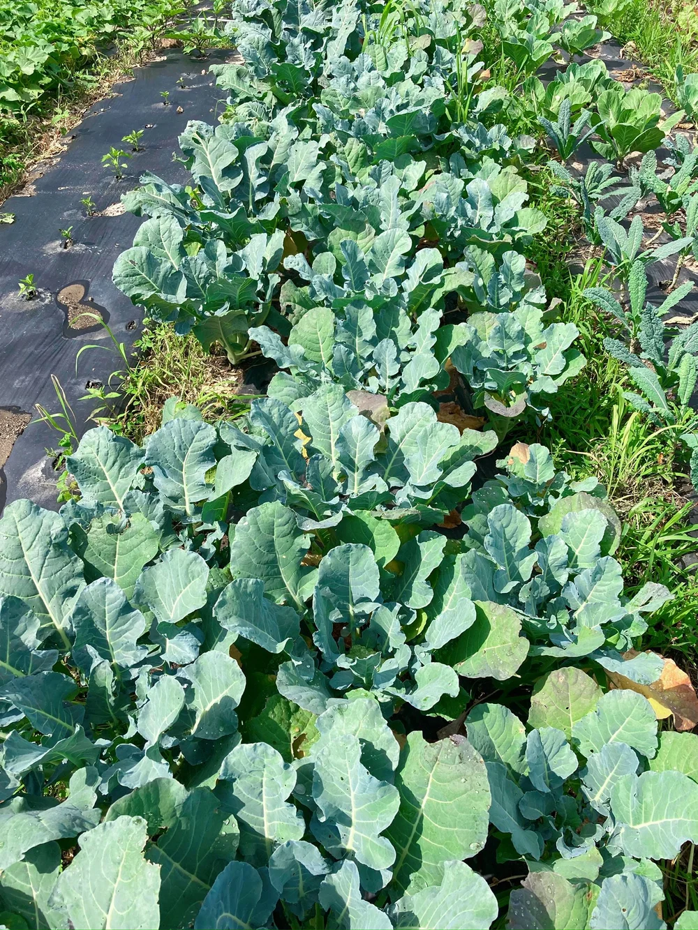 Farm Diaries: July 14th, 2023 — Sunset Harvest Farm