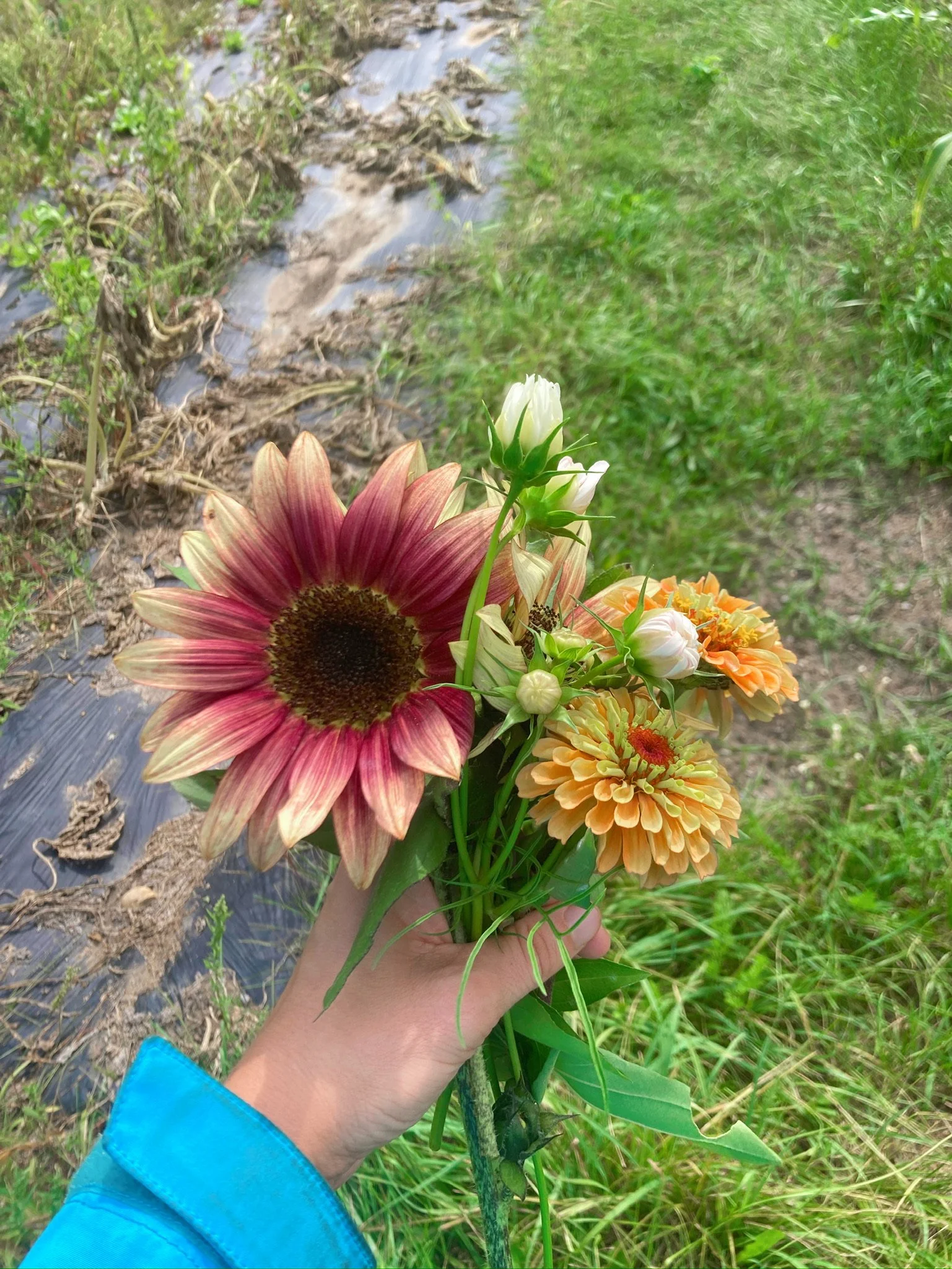Farm Diaries: September 15th, 2023 — Sunset Harvest Farm