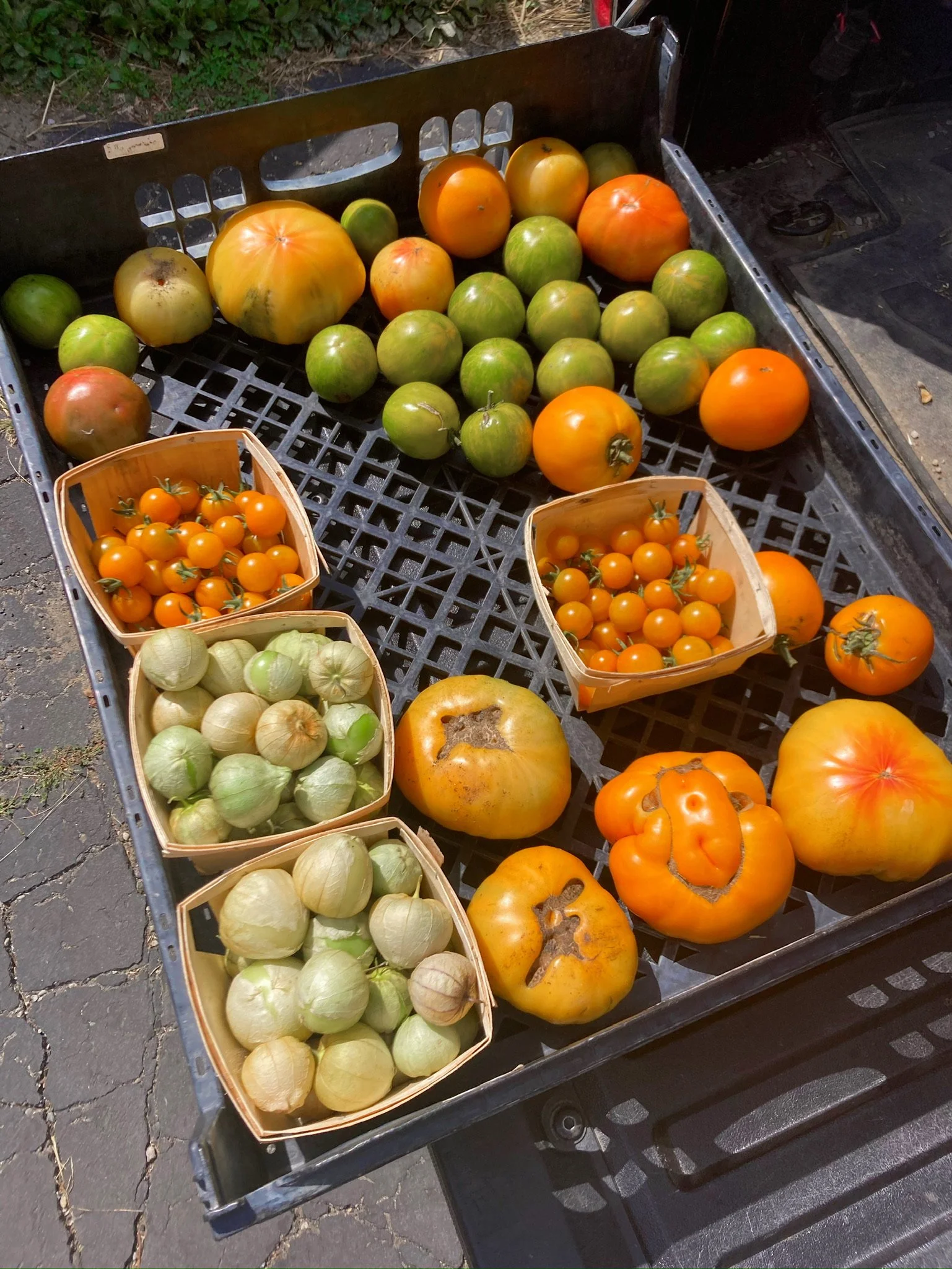 Farm Diaries: September 15th, 2023 — Sunset Harvest Farm