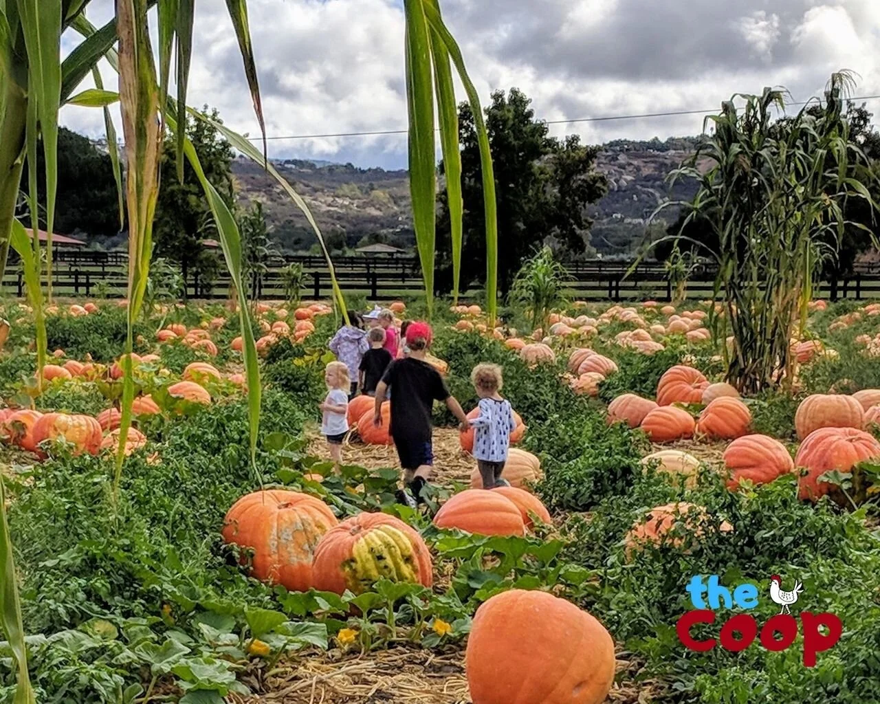 The Pumpkin Patch: It’s a Gourd Time — The Coop Homeschool