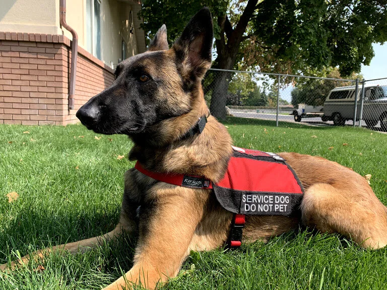 How Much Does A Fully Trained Service Dog Cost
