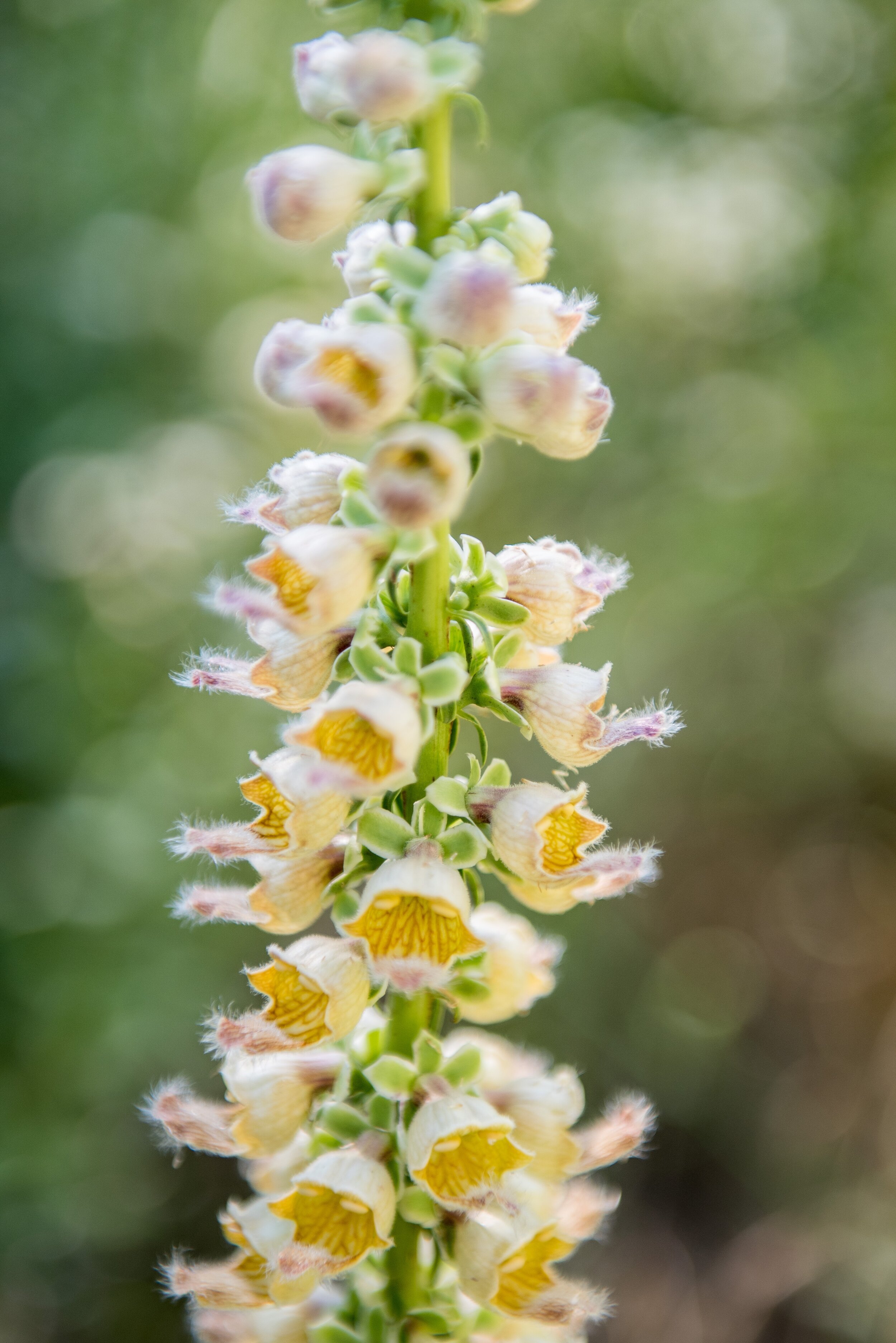 Laughing Lady Flower Farm