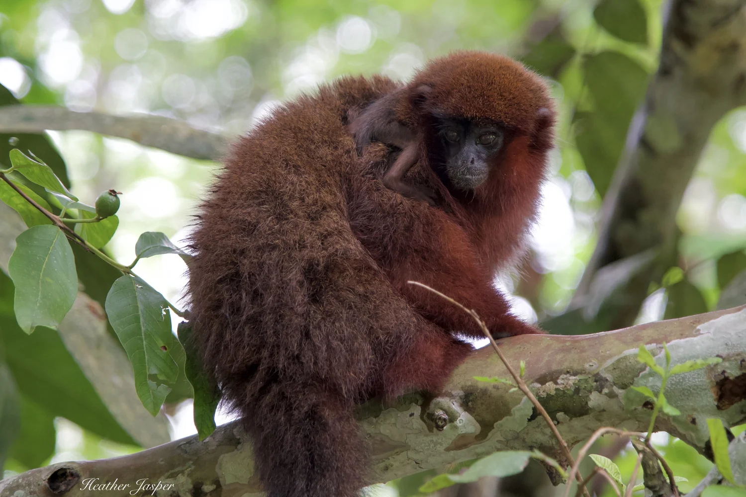 La Isla de Los Monos in Iquitos, Peru — Heather Jasper