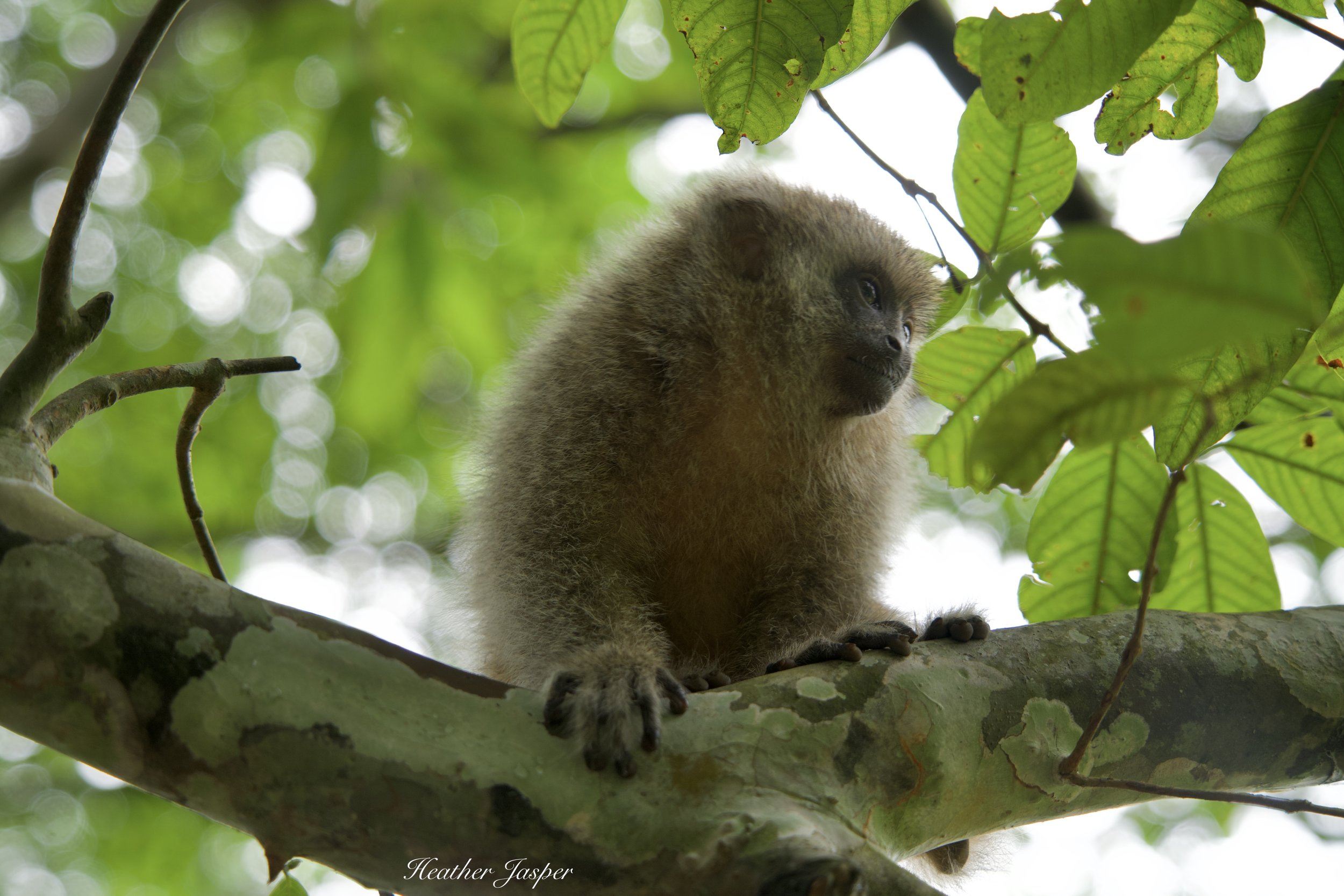 La Isla de Los Monos in Iquitos, Peru — Heather Jasper