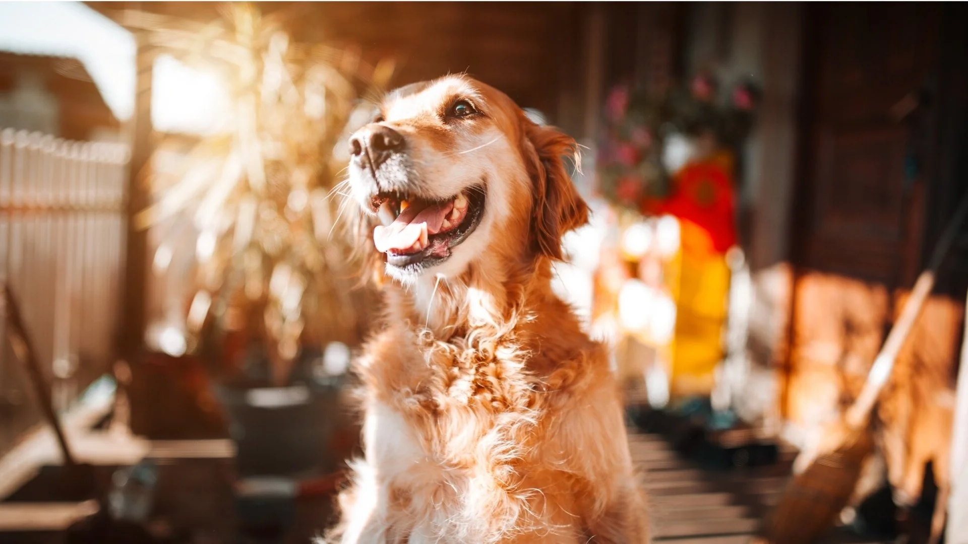 Lizzy and The Good Dog People