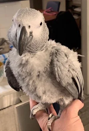 Older Adoptions — Connecticut Parrot Rescue