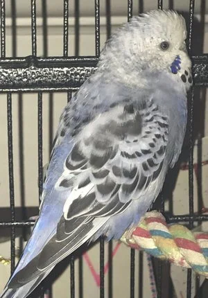Older Adoptions — Connecticut Parrot Rescue