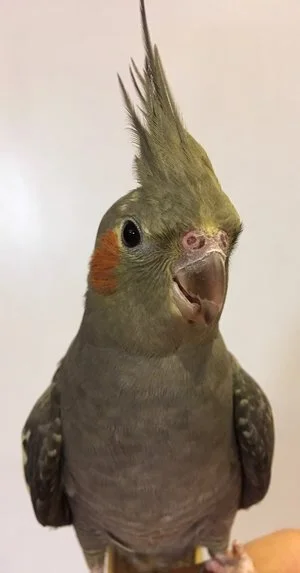 Older Adoptions — Connecticut Parrot Rescue