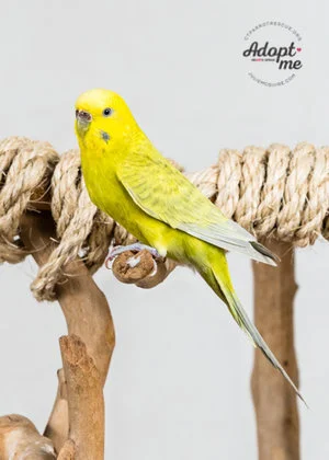 Older Adoptions — Connecticut Parrot Rescue