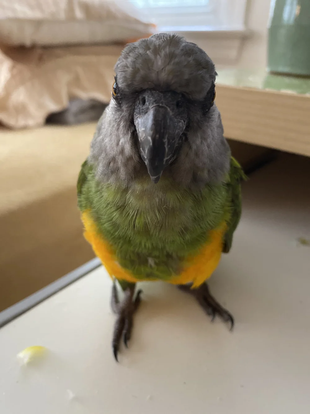 Connecticut Parrot Rescue