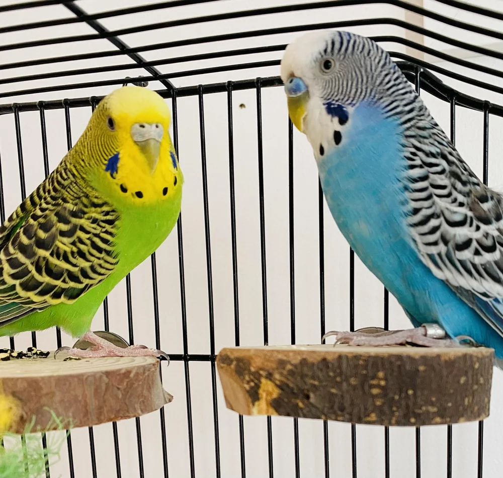 Connecticut Parrot Rescue