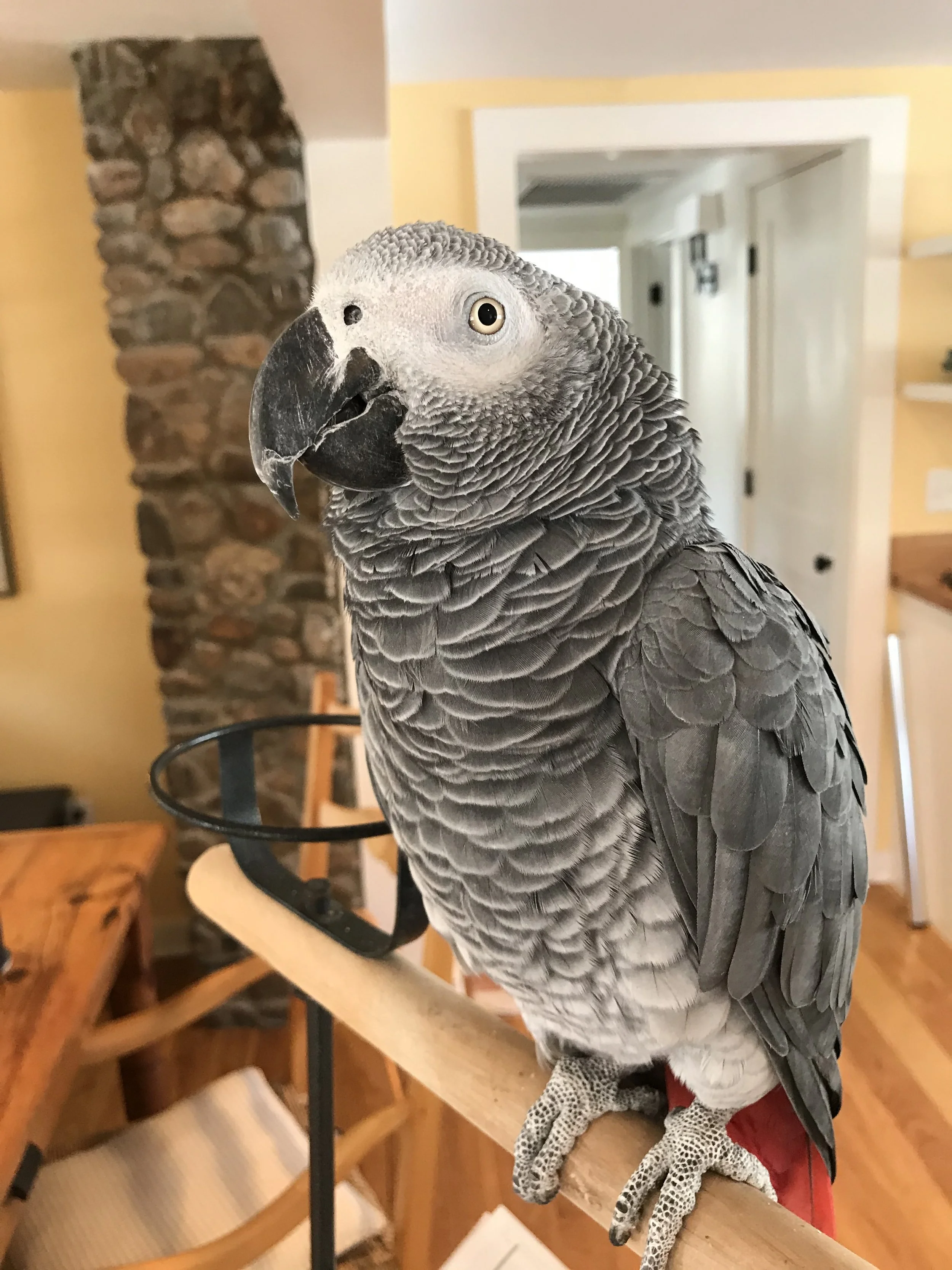 Successful Adoptions — Connecticut Parrot Rescue