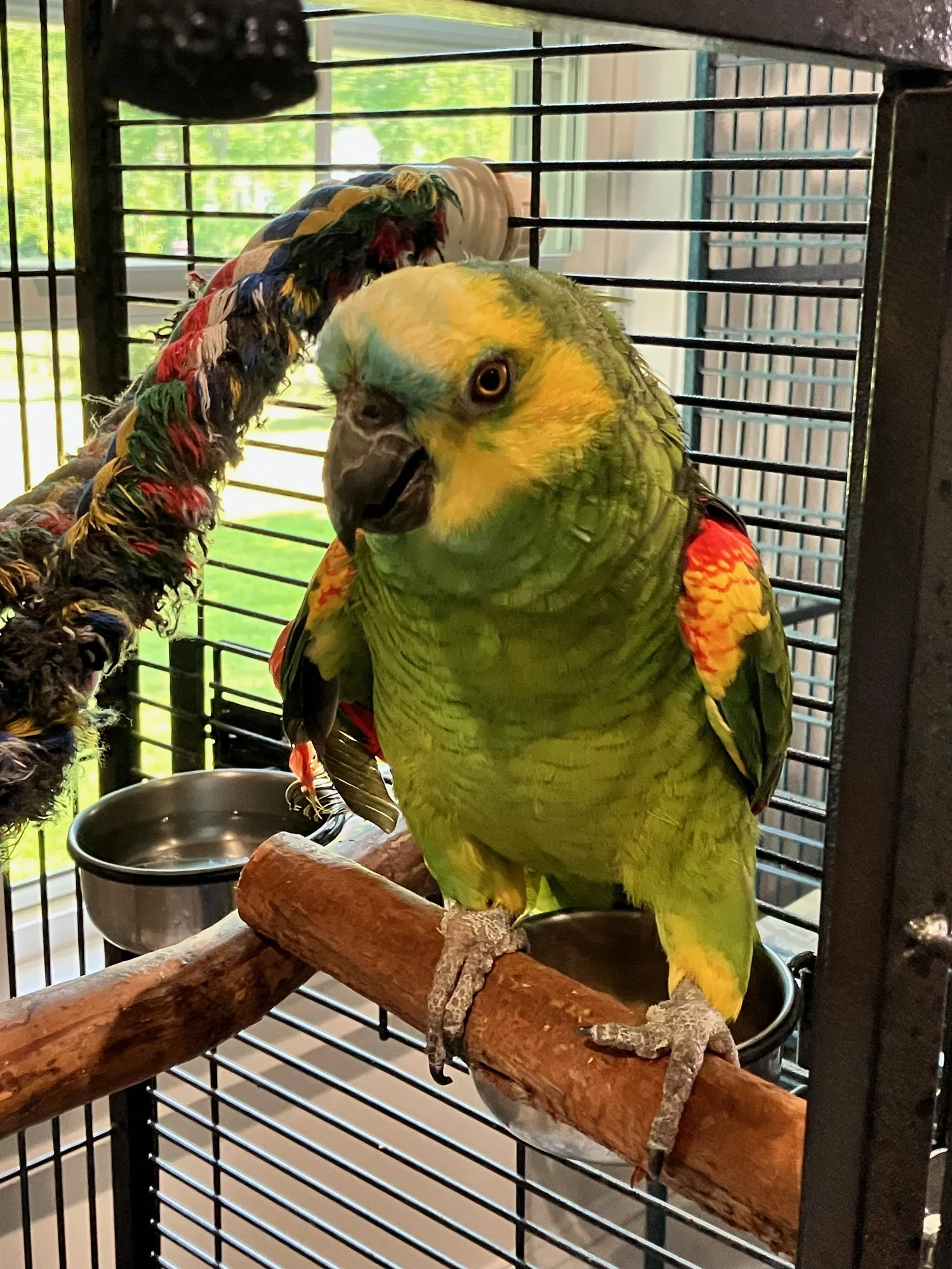 Connecticut Parrot Rescue