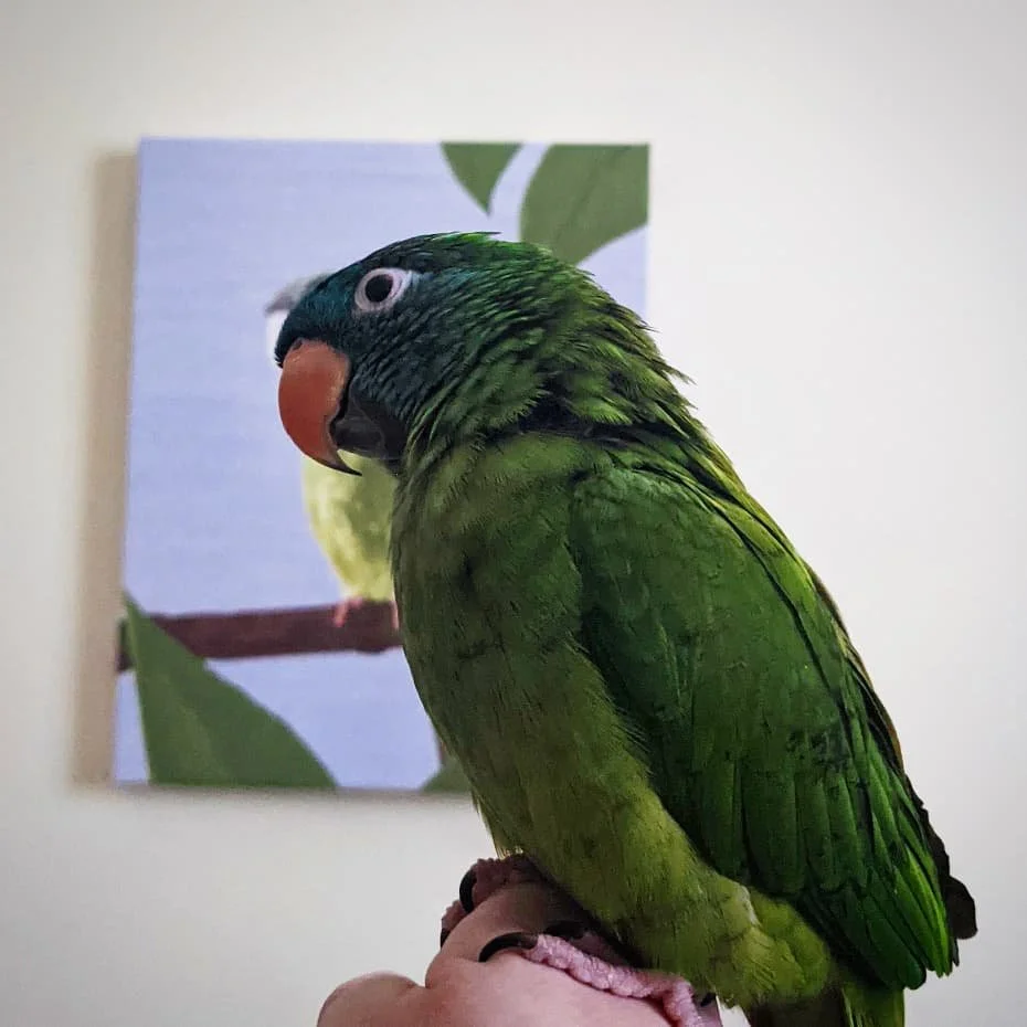 Successful Adoptions — Connecticut Parrot Rescue