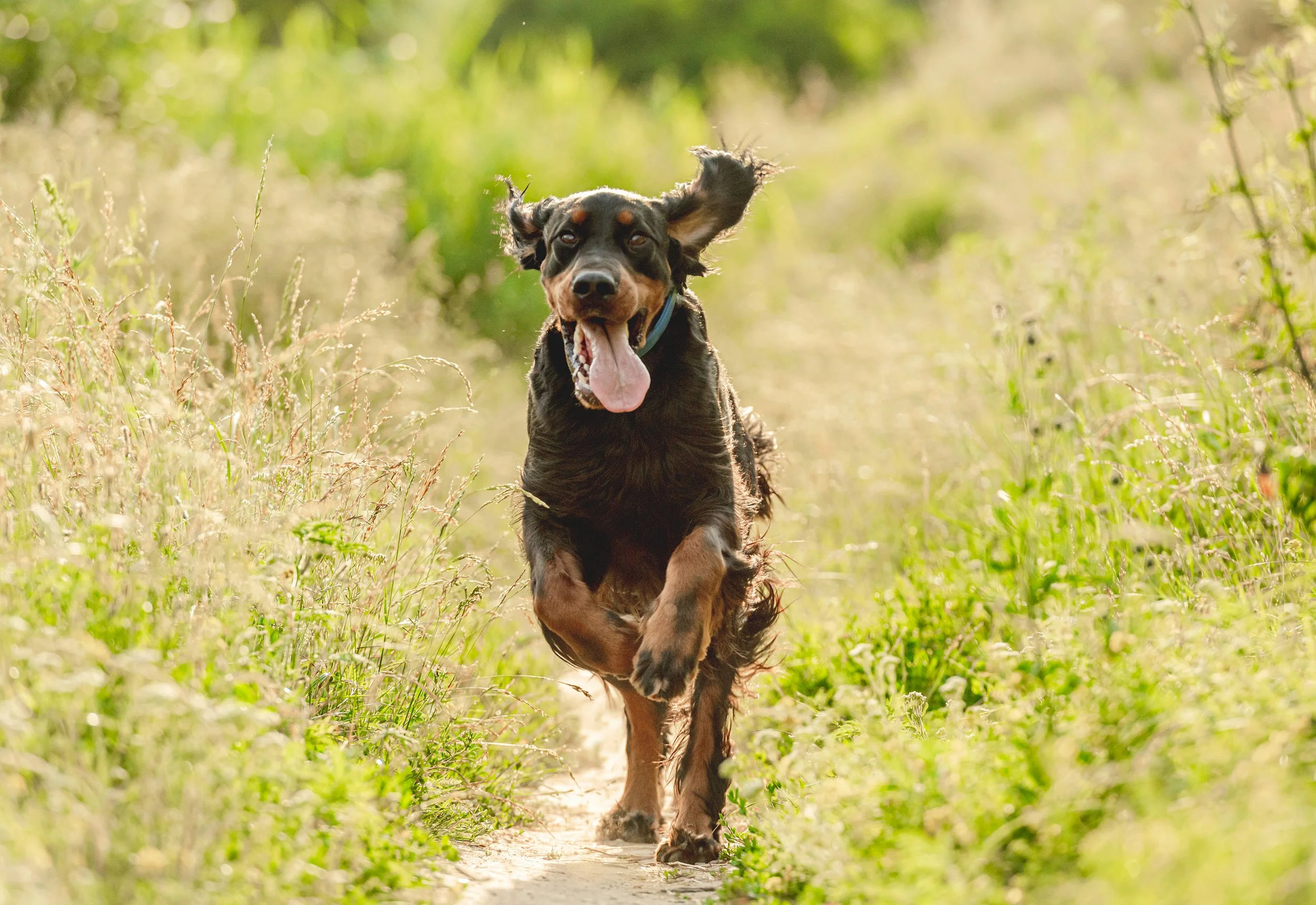 Interesting Facts About Dogs — Evolve Pet Food