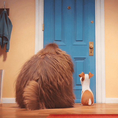 Dog Tail Wagging Gif