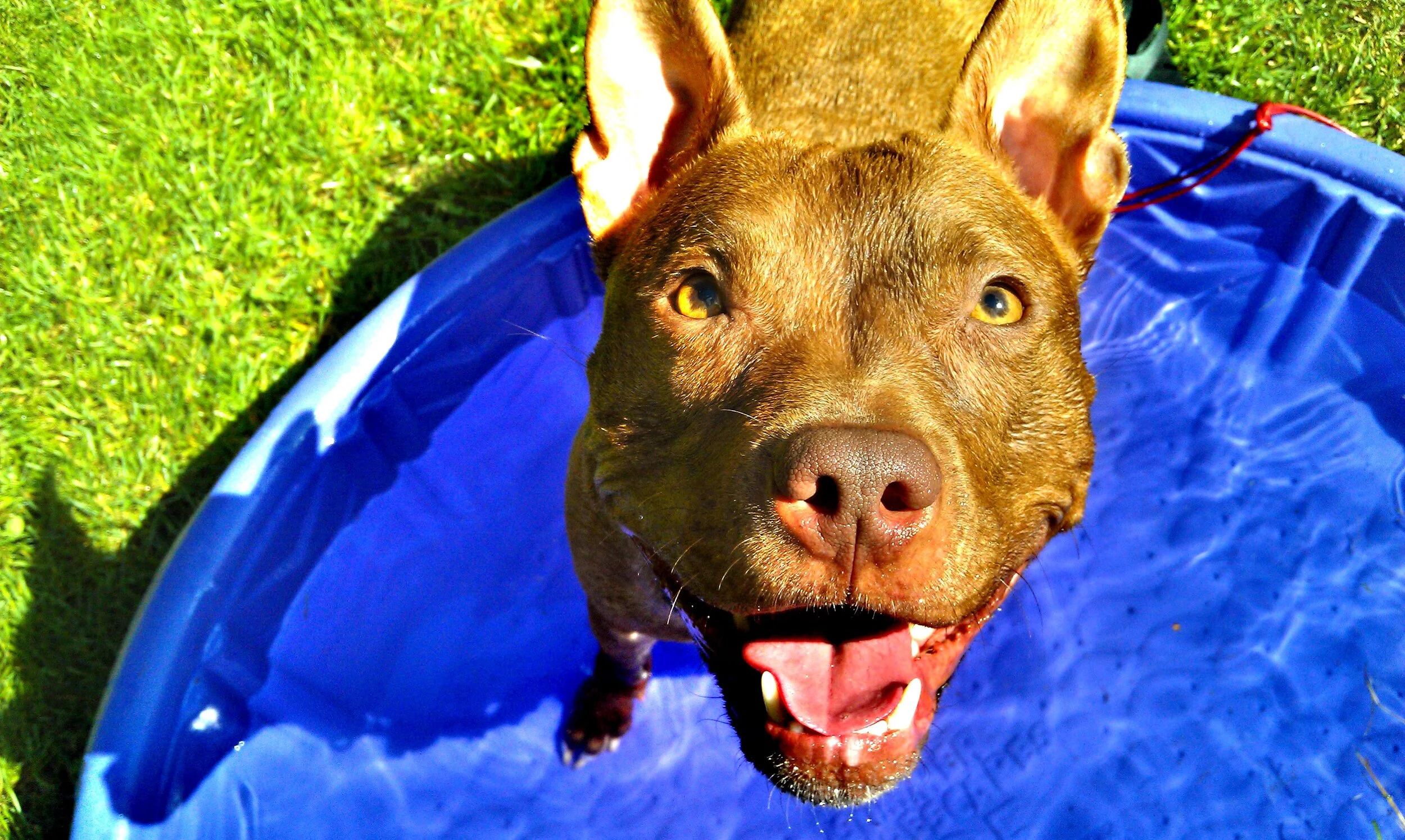 Top 5 Dog Party Ideas — Evolve Pet Food